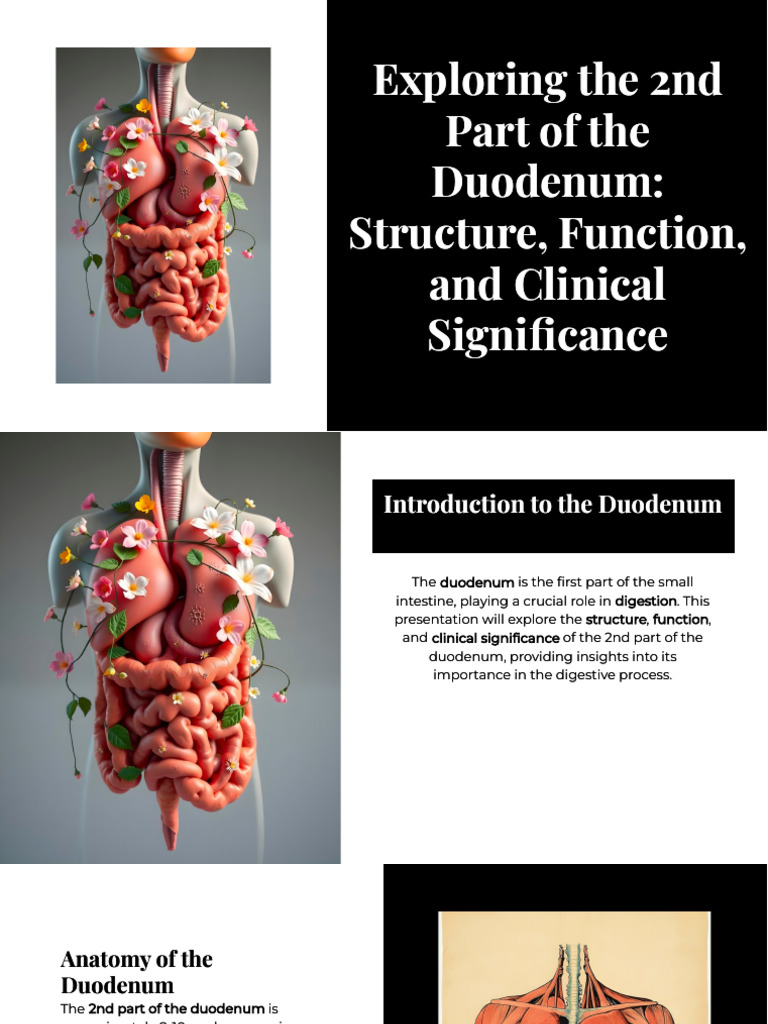 Slidesgo Exploring The 2nd Part of The Duodenum Structure Function and Clinical Significance ...