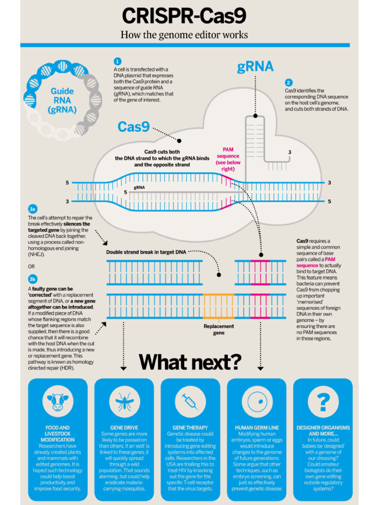 CRISPR-Cas9-Infographic-Material Complementario - JPG | PDF