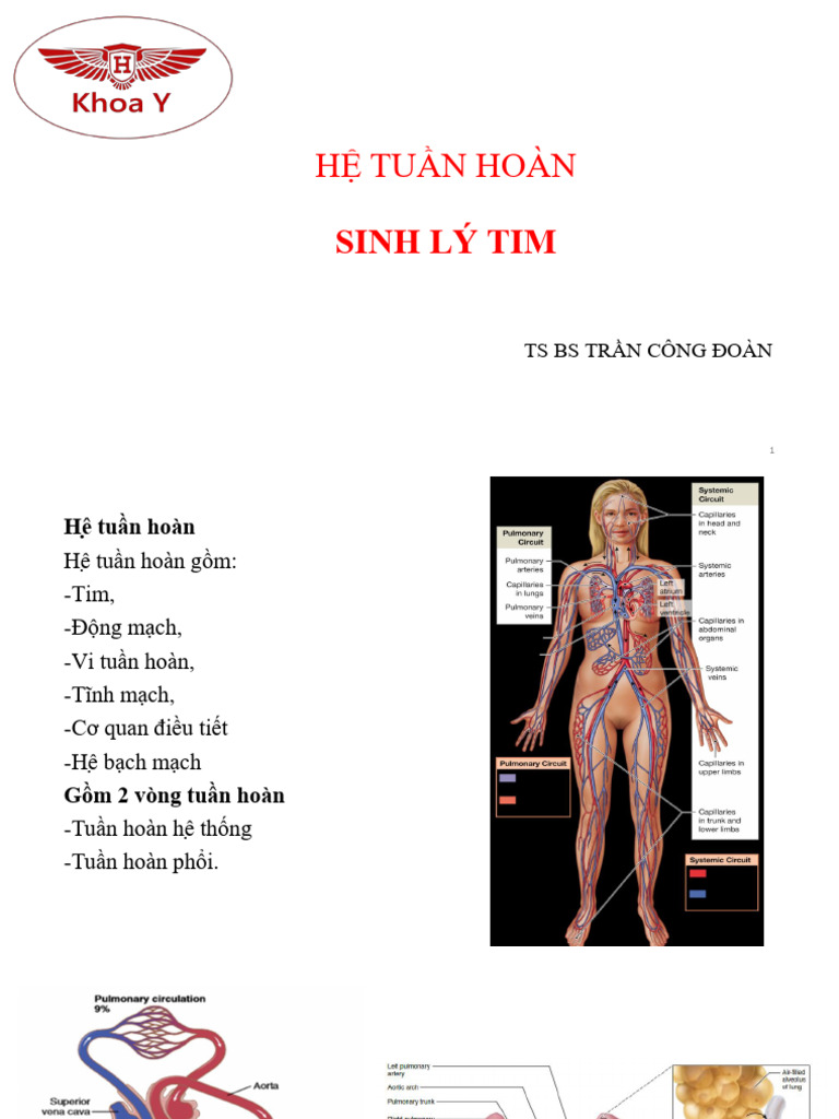 Sinh Lý Tim | PDF