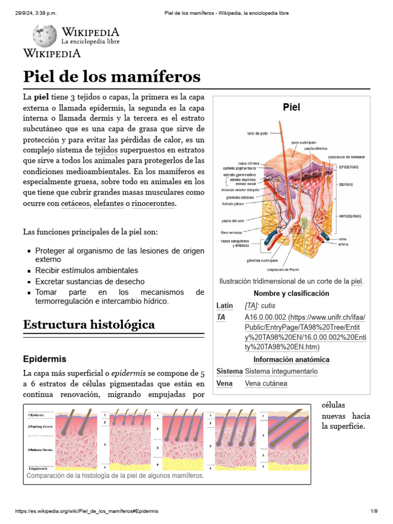 Epidermis Pdf