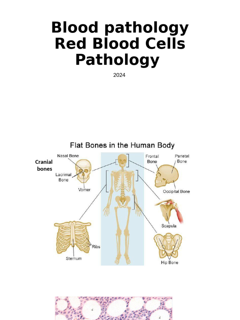 RBC Pathology Slides | PDF