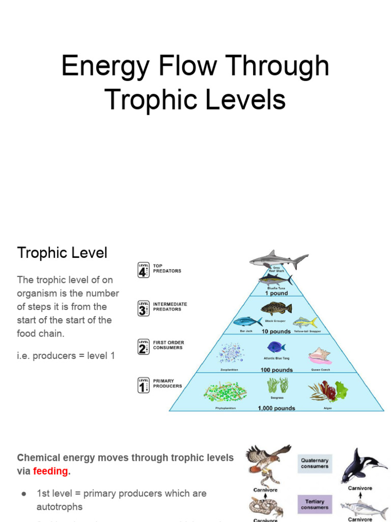 Energy Flow Through Tropic Levels | PDF | Food Web | Self-Improvement