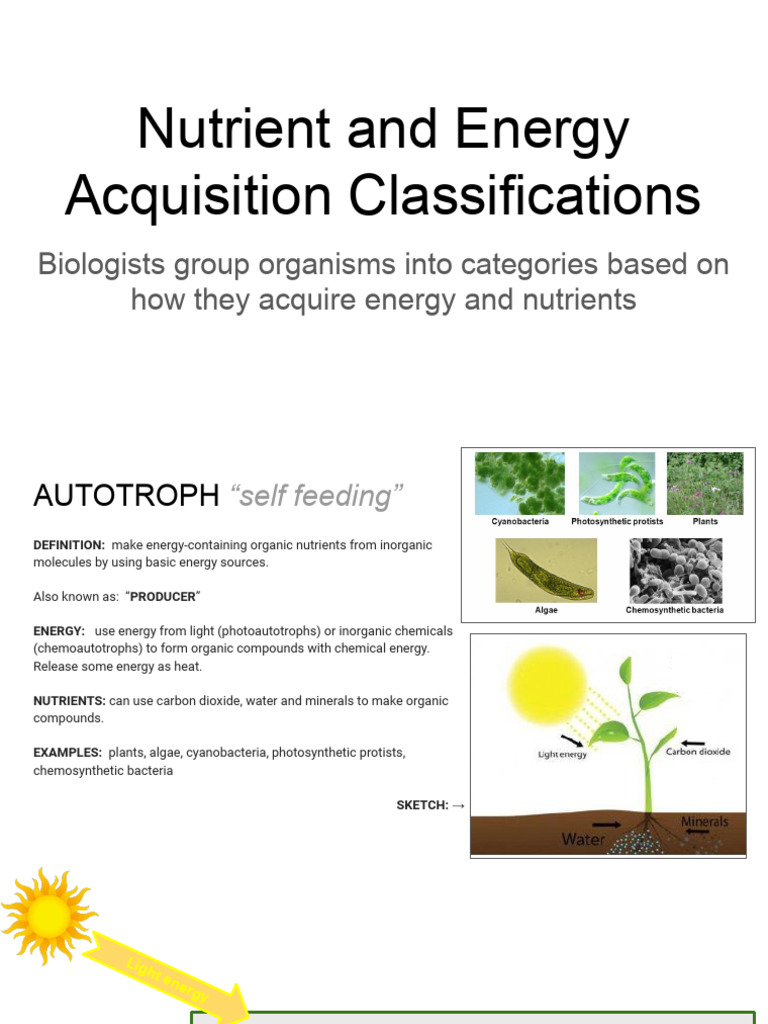 Nutrient and Energy Acquisition Classifications | PDF | Nutrients ...