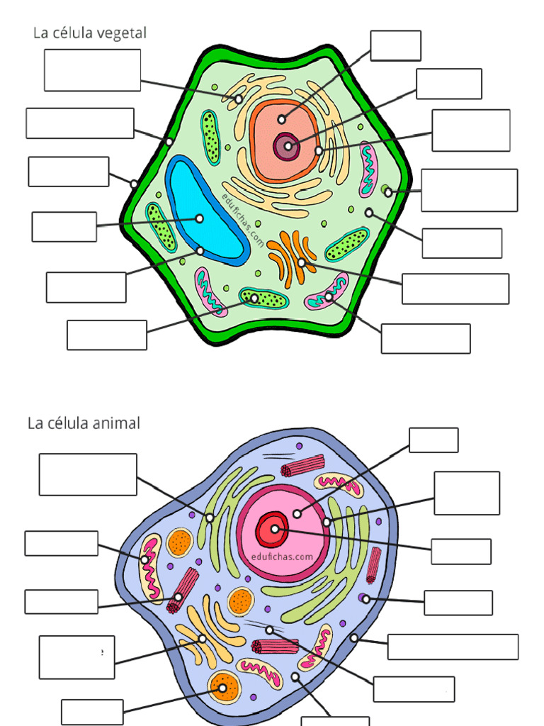 Celula Animal y Vegetal para Completar | PDF