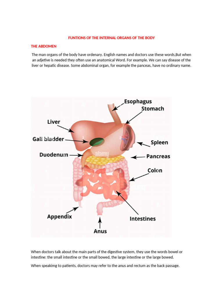 Funtions of The Internal Organs | PDF
