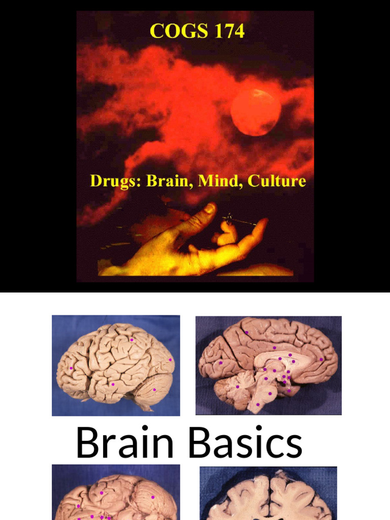 Brain Basics | PDF
