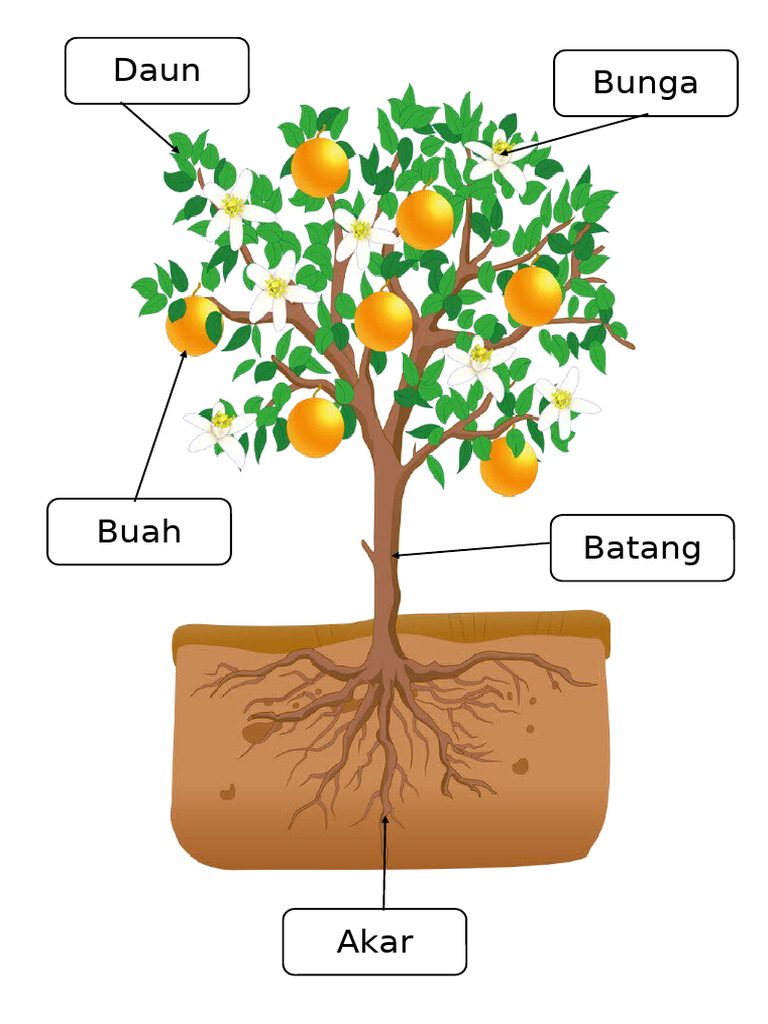 Bagian-Bagian Tanaman Jeruk | PDF