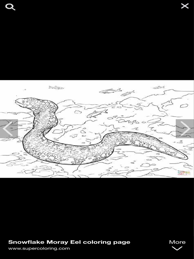 Electric Eel Coloring Page | PDF