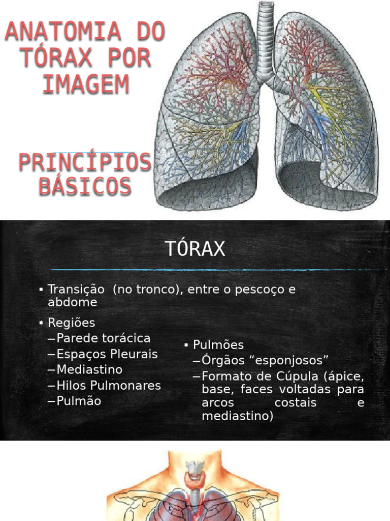 Aula 10 - Anatomia Do Tórax Por Imagem | PDF