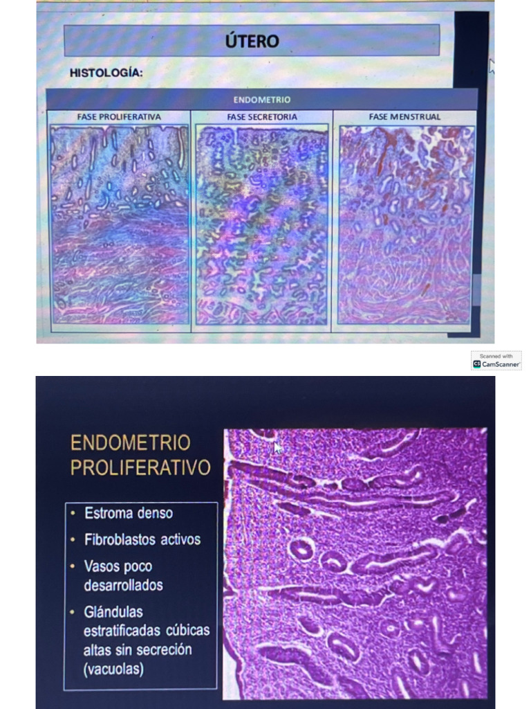 Reprod Femin 2 - Merlo | PDF