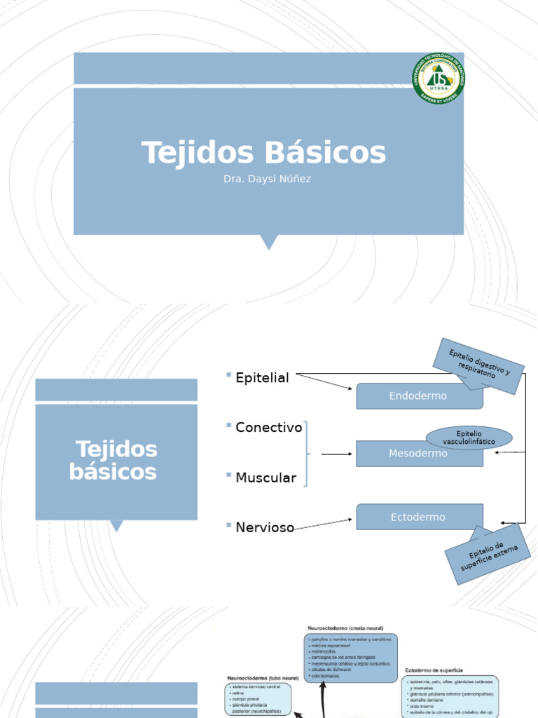 Tejido Básico Epitelial | PDF