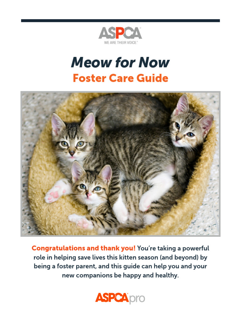 Meow For Now Foster Version | PDF