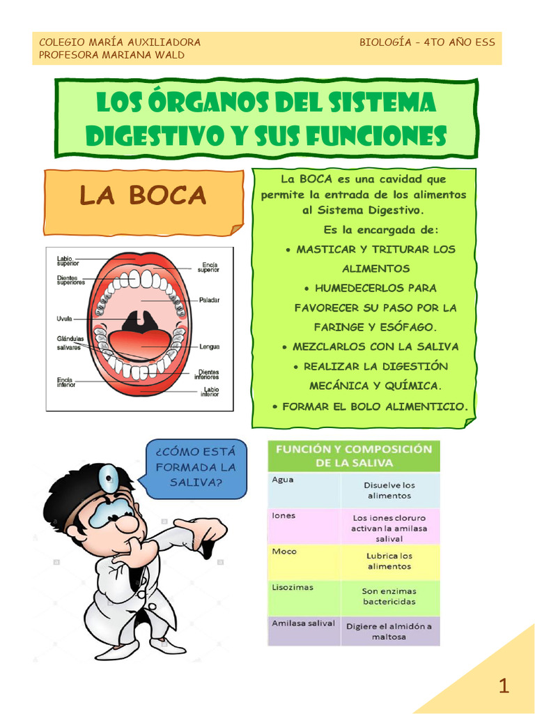 Los - Rganos Del Sistema Digestivo y Sus Funciones | PDF