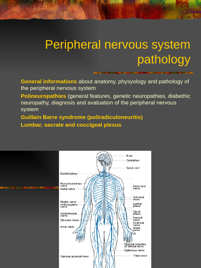Nervous System Patho | PDF | Peripheral Neuropathy | Human Leg