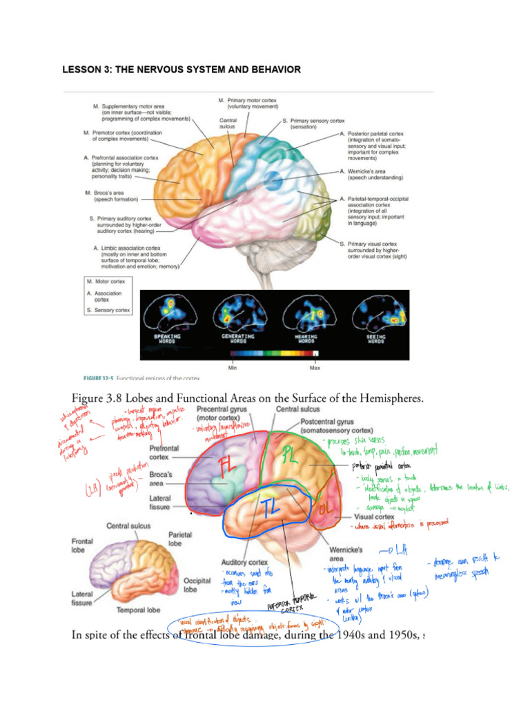 Lecture 1. Introduction To The Neurological Basis of Behavior - PD ...