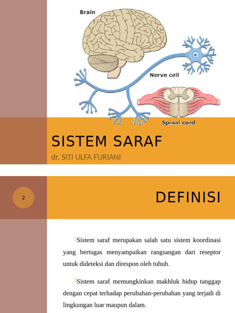 Anfis Saraf Dr. Ulfa | PDF