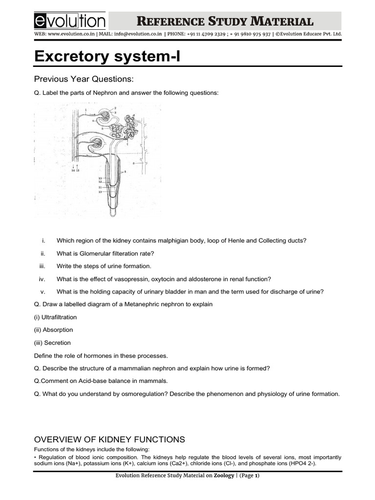 Excretory System | PDF