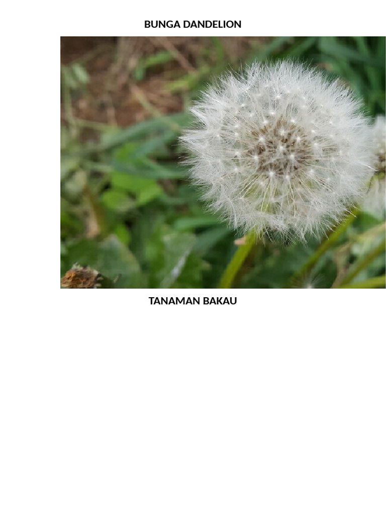 Bunga Dandelion | PDF
