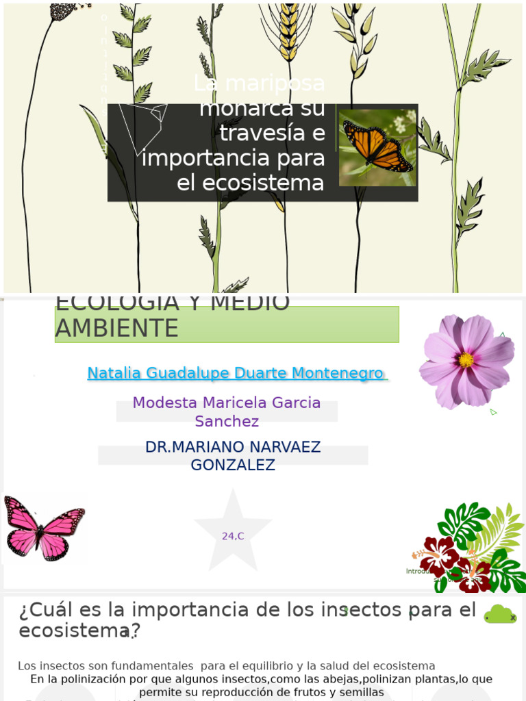La Mariposa Monarca Su Travesía e Importancia para | PDF
