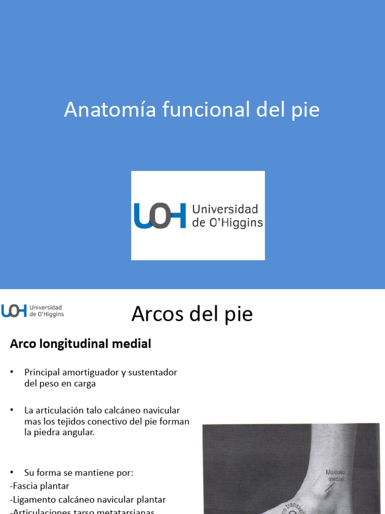 Anatom A Funcional Del Pie | PDF