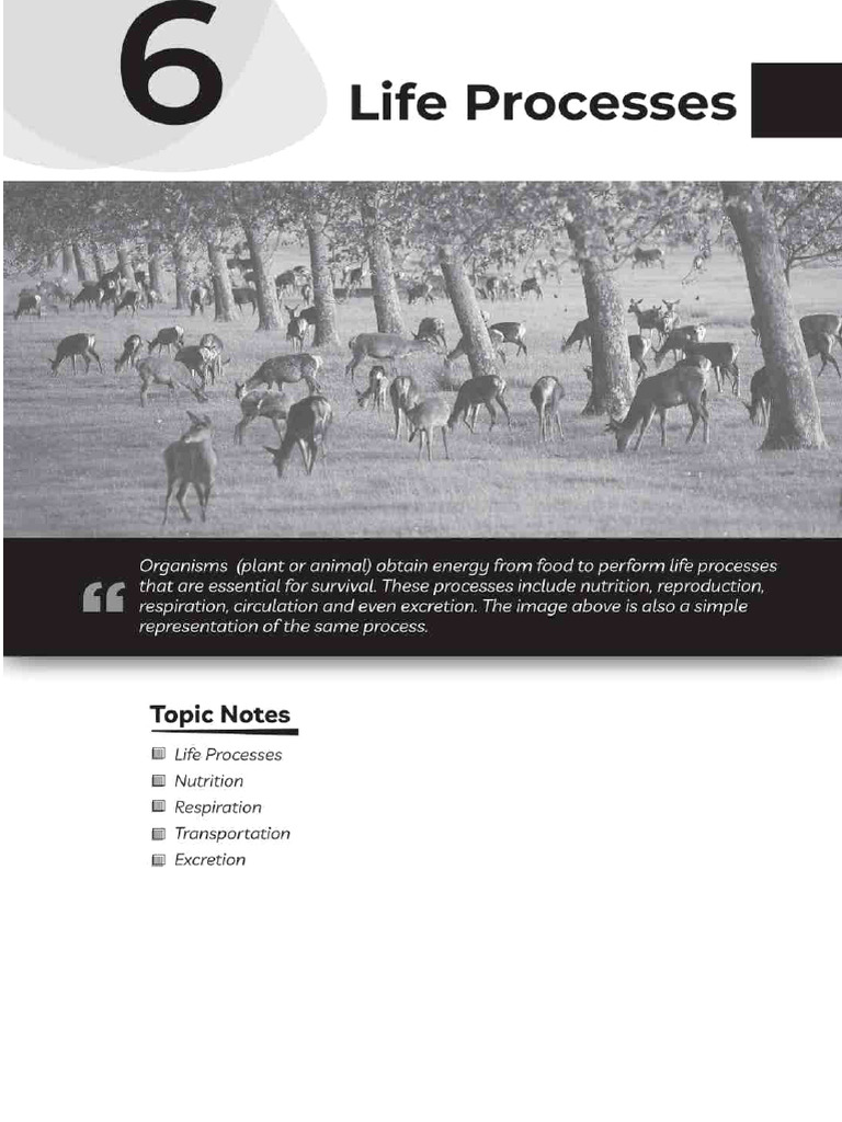 Life Processes | PDF