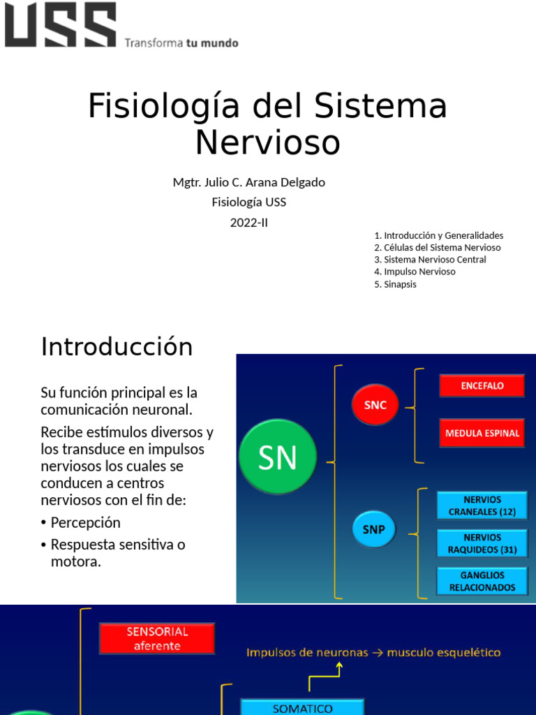Fisiologia Del SNC | PDF