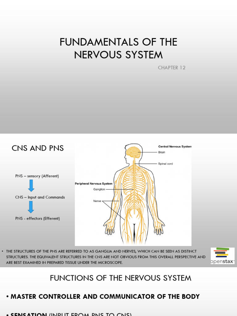 Outcome 2 - Nervous System, CH 12 | PDF