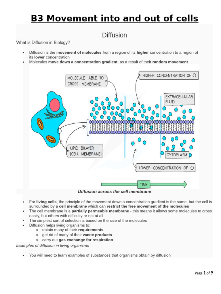B3 Movement Into and Out of Cells | PDF