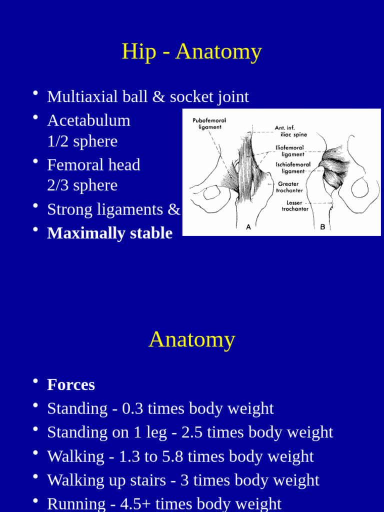 Hip Joint Examination | PDF