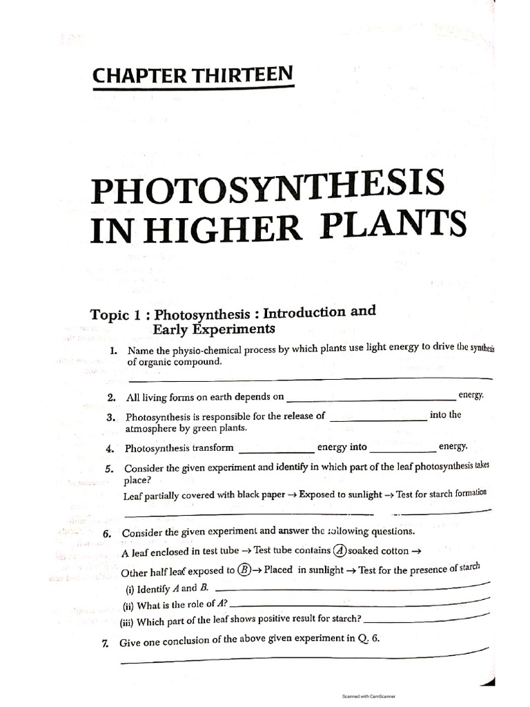 WS Photosynthesis | PDF