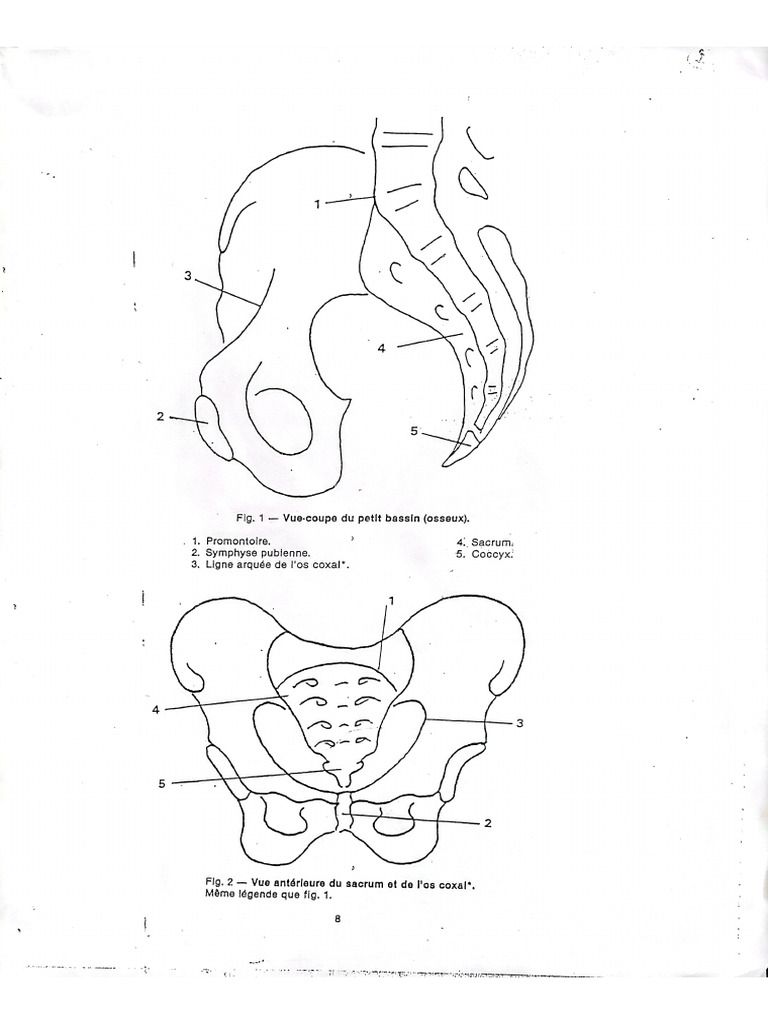 Schéma Pelvis | PDF