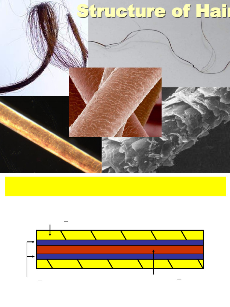 Structure of Hair | PDF | Hair