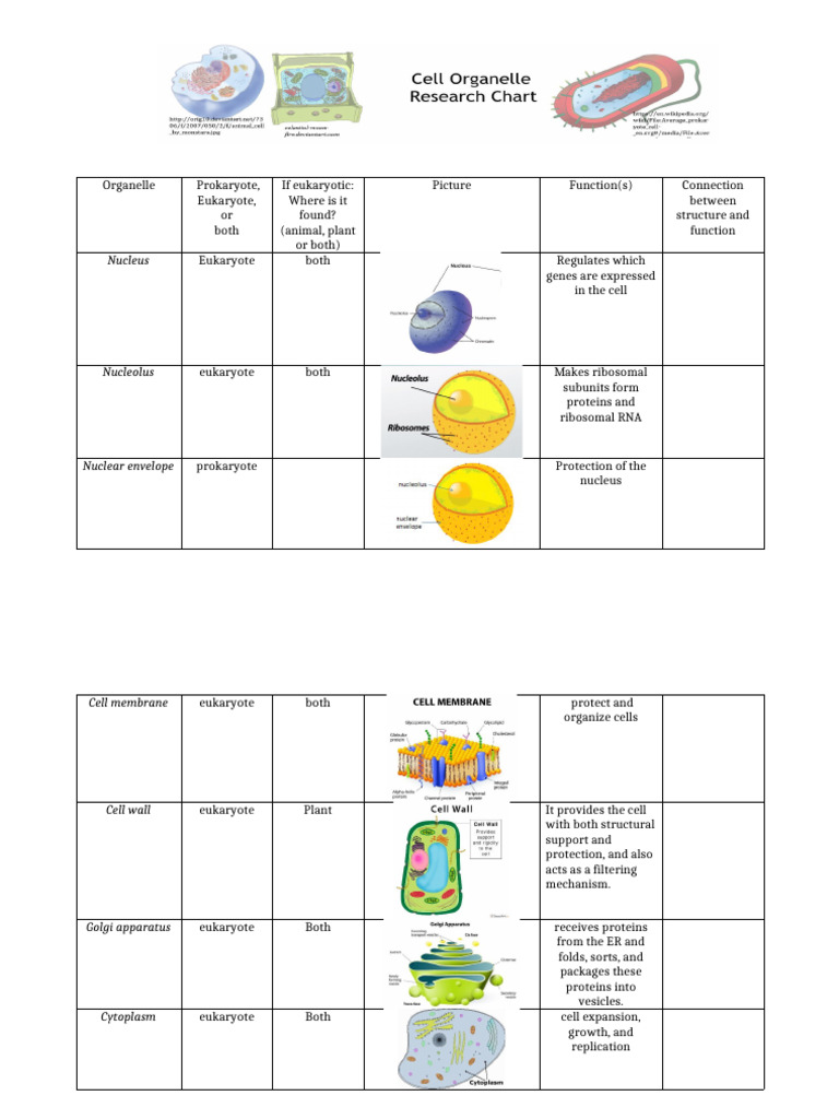Organelle Research Chart | PDF