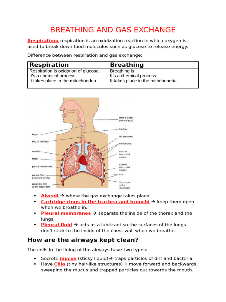 Ch3 Breathing and Gas Exchange | PDF