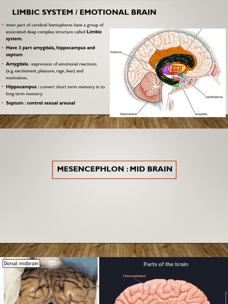 Mid Brain and Hind Brain | PDF
