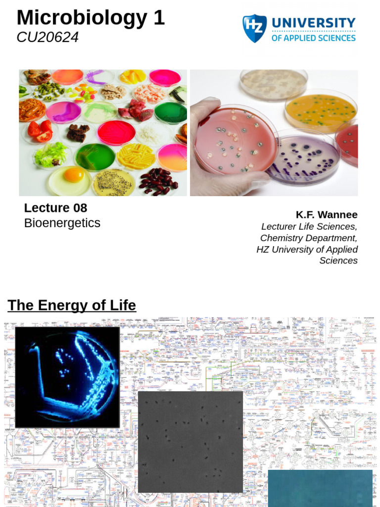 Lecture 08, Bioenergetics | PDF