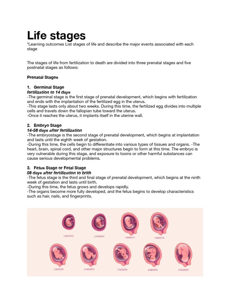Life Stages | PDF