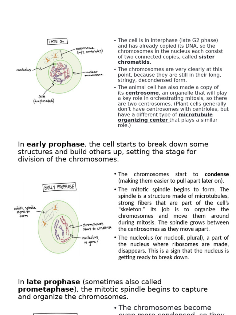 Mitosis 2 | PDF