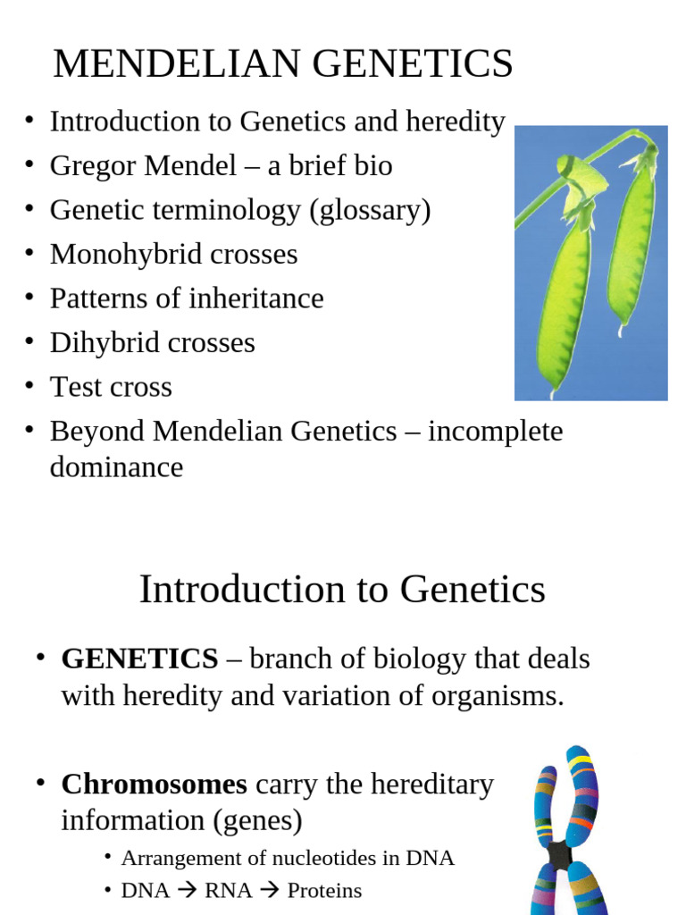 Mendelian Genetics 1 | PDF