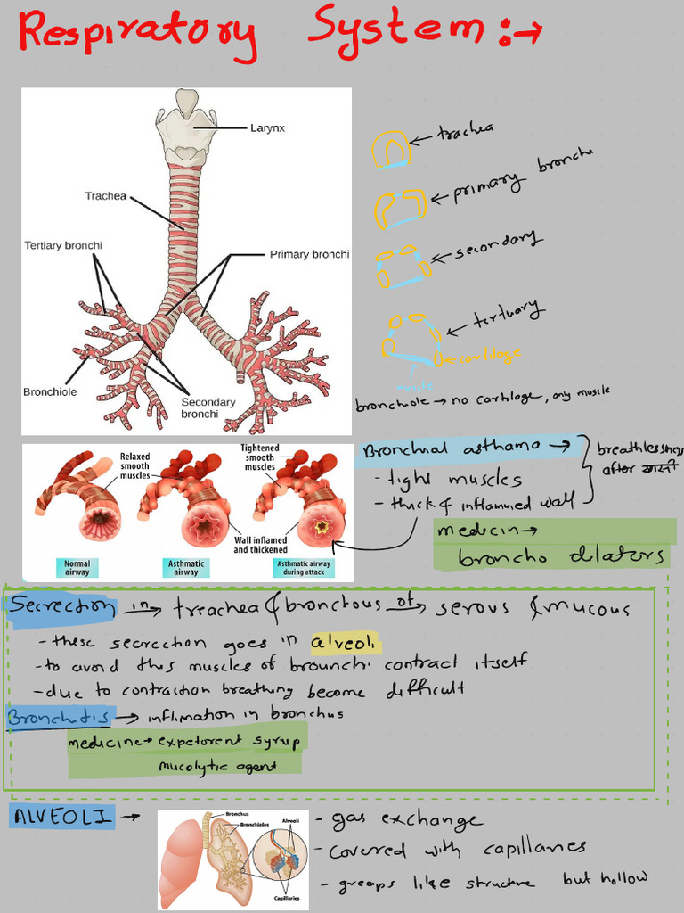 Respiratory System | PDF