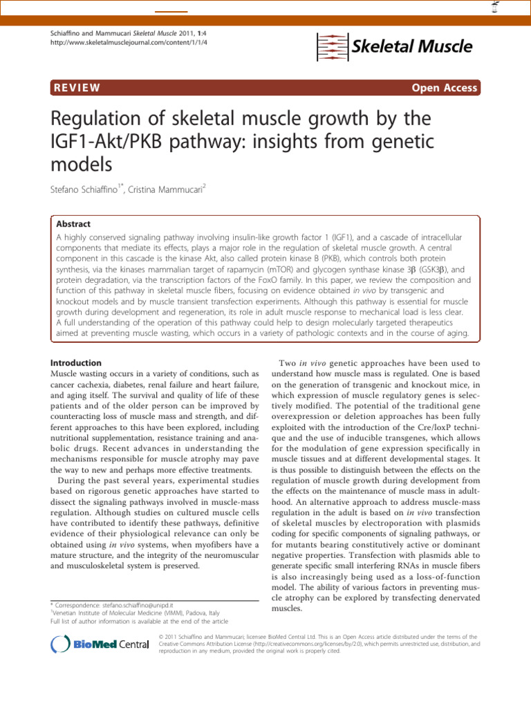 Regulation of Skeletal Muscle Growth by The IGF1-Akt/PKB Pathway: Insights From Genetic Models | PDF