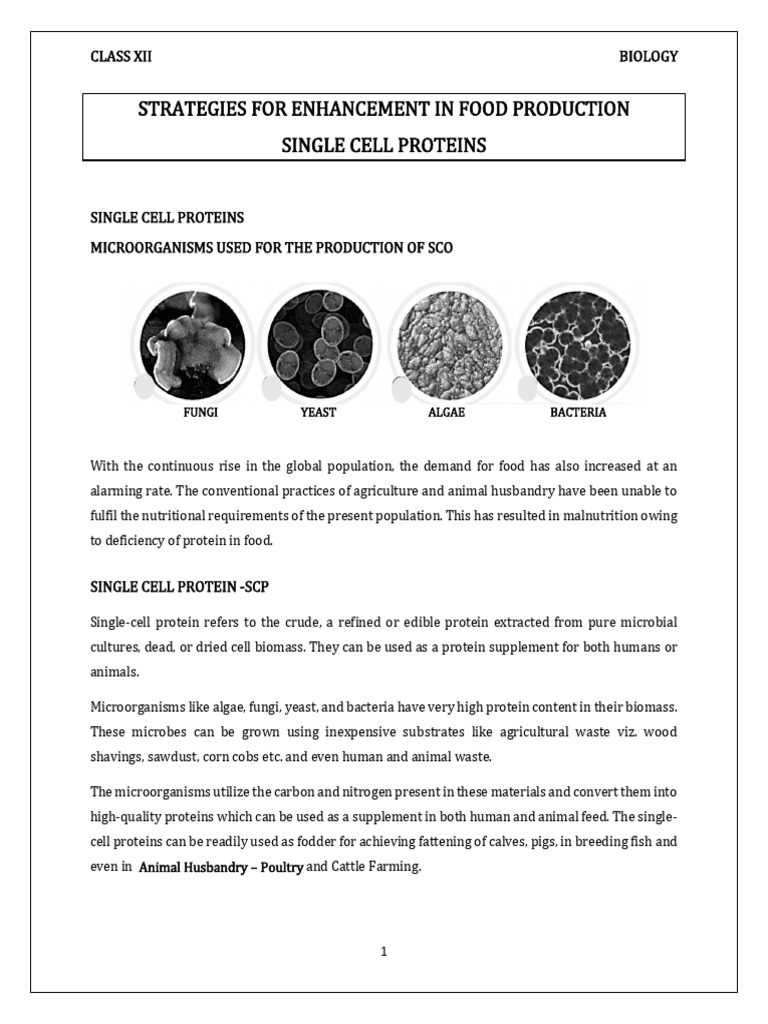 12bio9 Single Cell Proteins | PDF