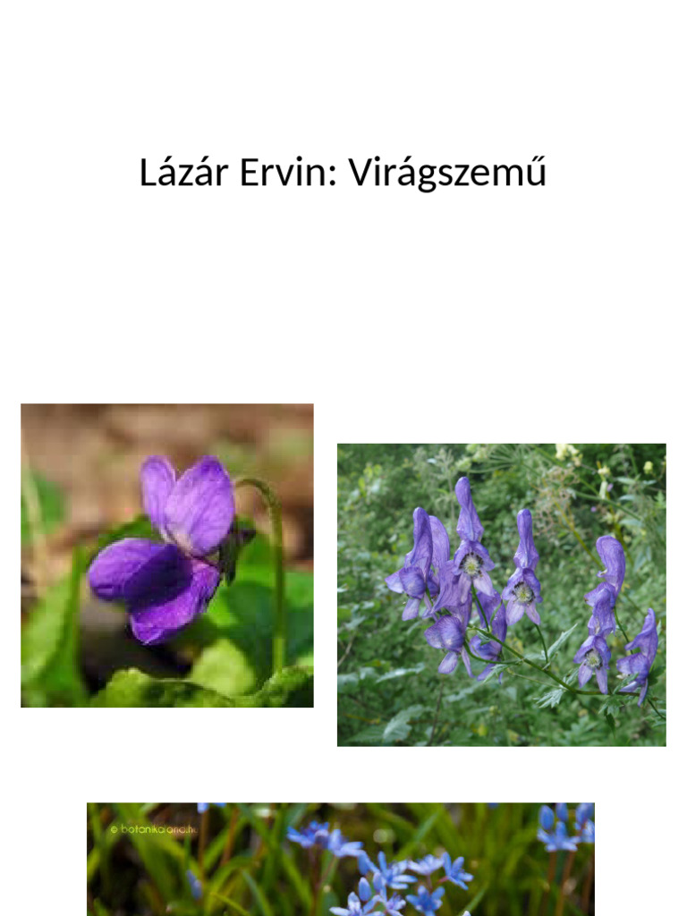 Lazar Ervin A Viragszemu | PDF