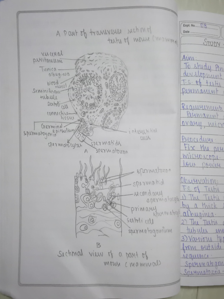 Biology Experiment 8 | PDF