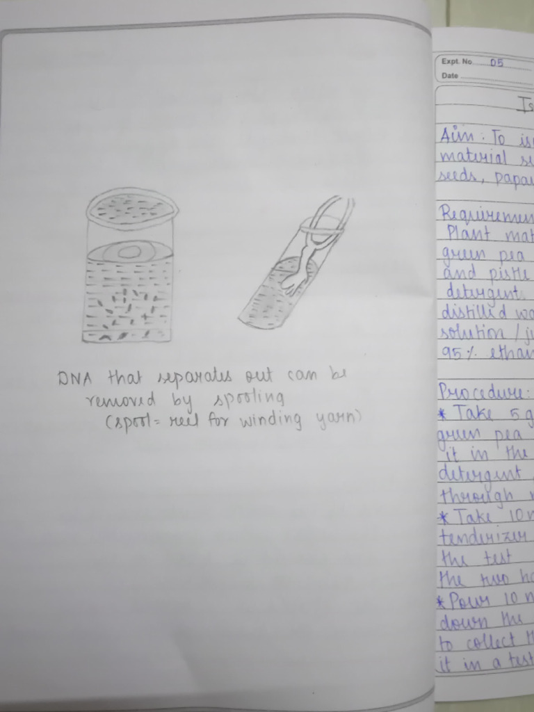 Biology Experiment 5 | PDF