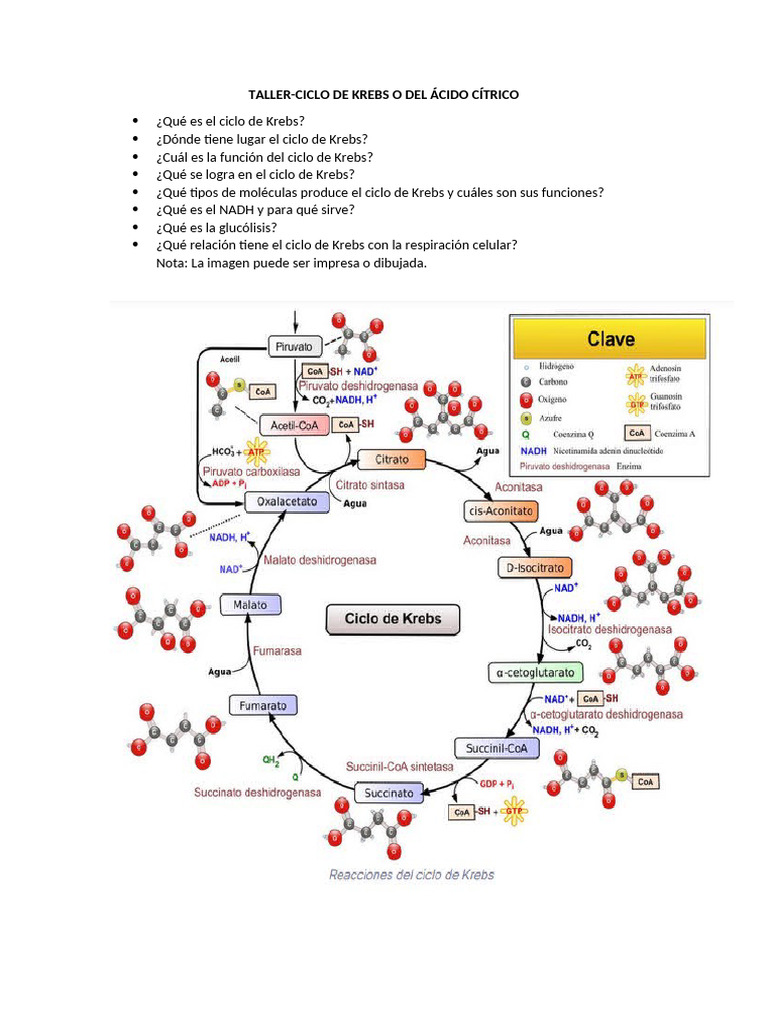 Ciclo de Krebs | PDF