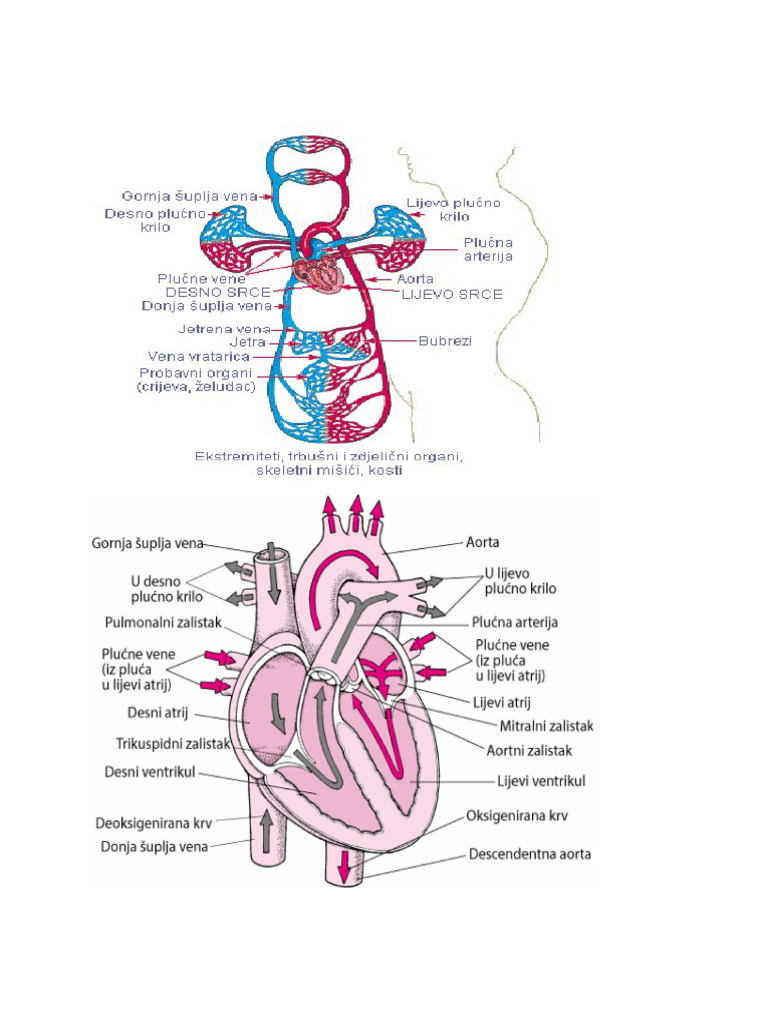 Slike Srce Krvotok | PDF