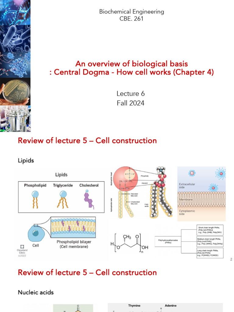 JP-Lecture 6 - Overview of Biological Basics - Central Dogma and Enzyme ...
