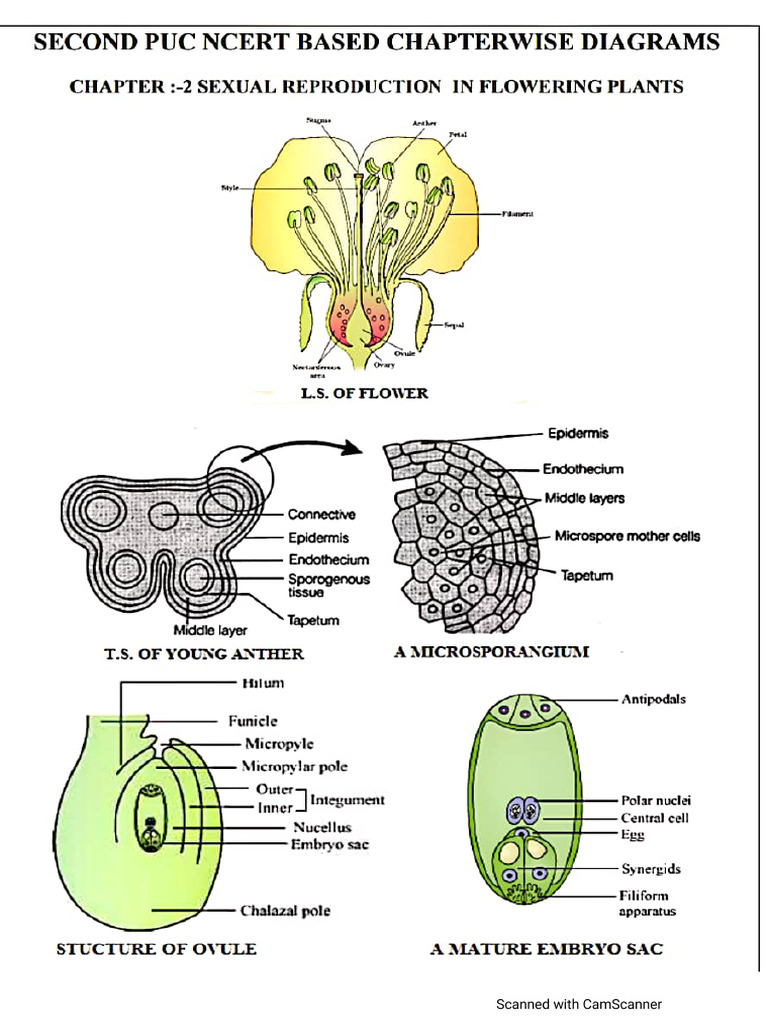 II Puc Ncert Diagrams | PDF