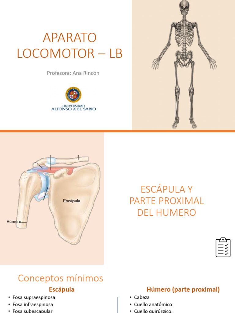 Escápula y Parte Proximal Del Húmero | PDF